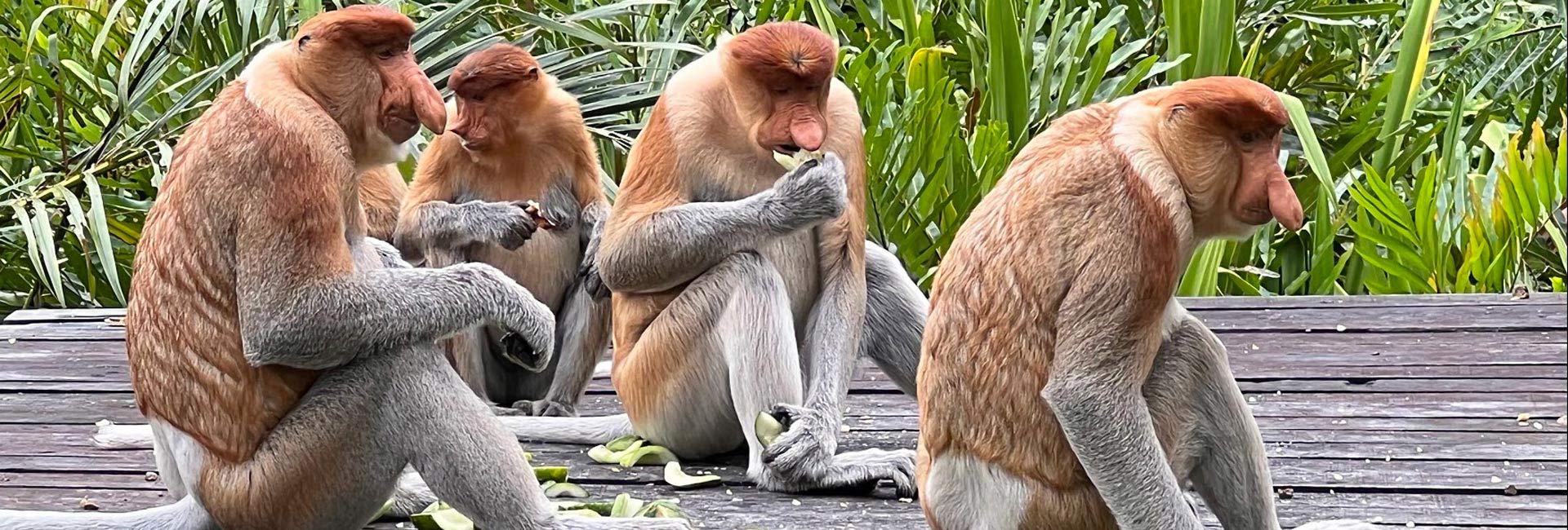 Proboscis Monkeys, Labuk Bay – the TRE lab Proboscis Monkeys, Labuk Bay – the TRE lab